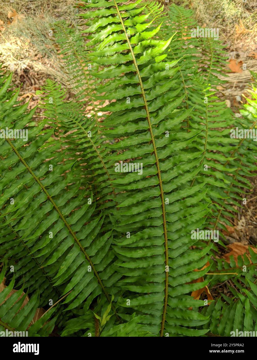 western sword fern (Polystichum munitum) Plantae Stock Photo - Alamy