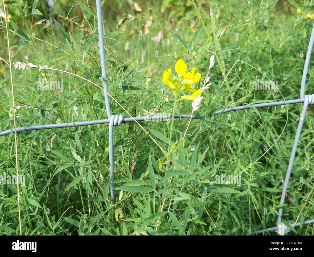 meadow pea (Lathyrus pratensis) Plantae Stock Photo - Alamy