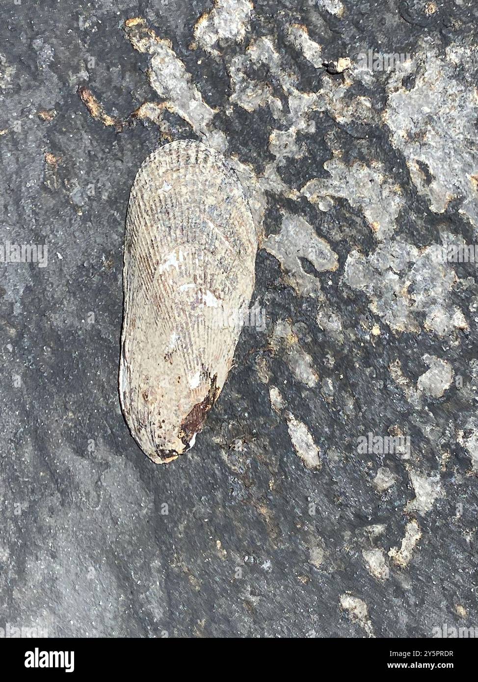 Atlantic Ribbed Mussel (Geukensia demissa) Mollusca Stock Photo - Alamy
