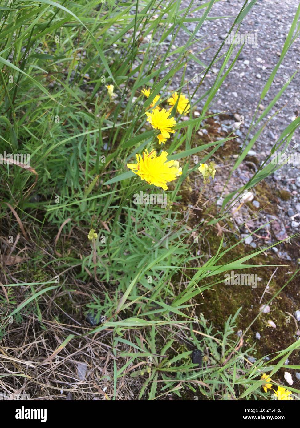 Autumn Hawkbit (Scorzoneroides autumnalis) Plantae Stock Photo - Alamy