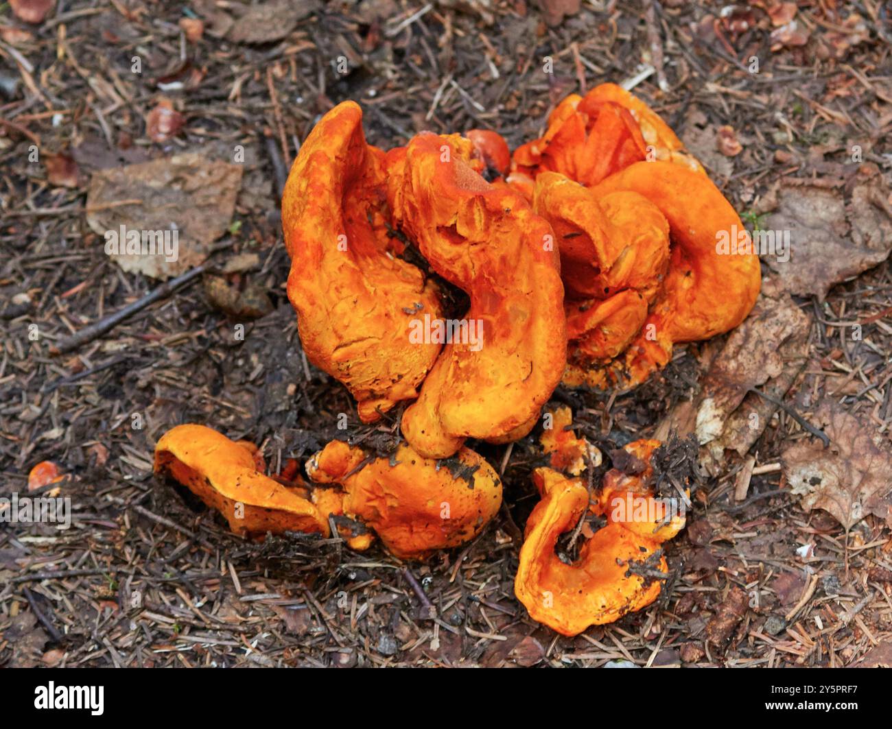 lobster mushroom (Hypomyces lactifluorum) Fungi Stock Photo - Alamy