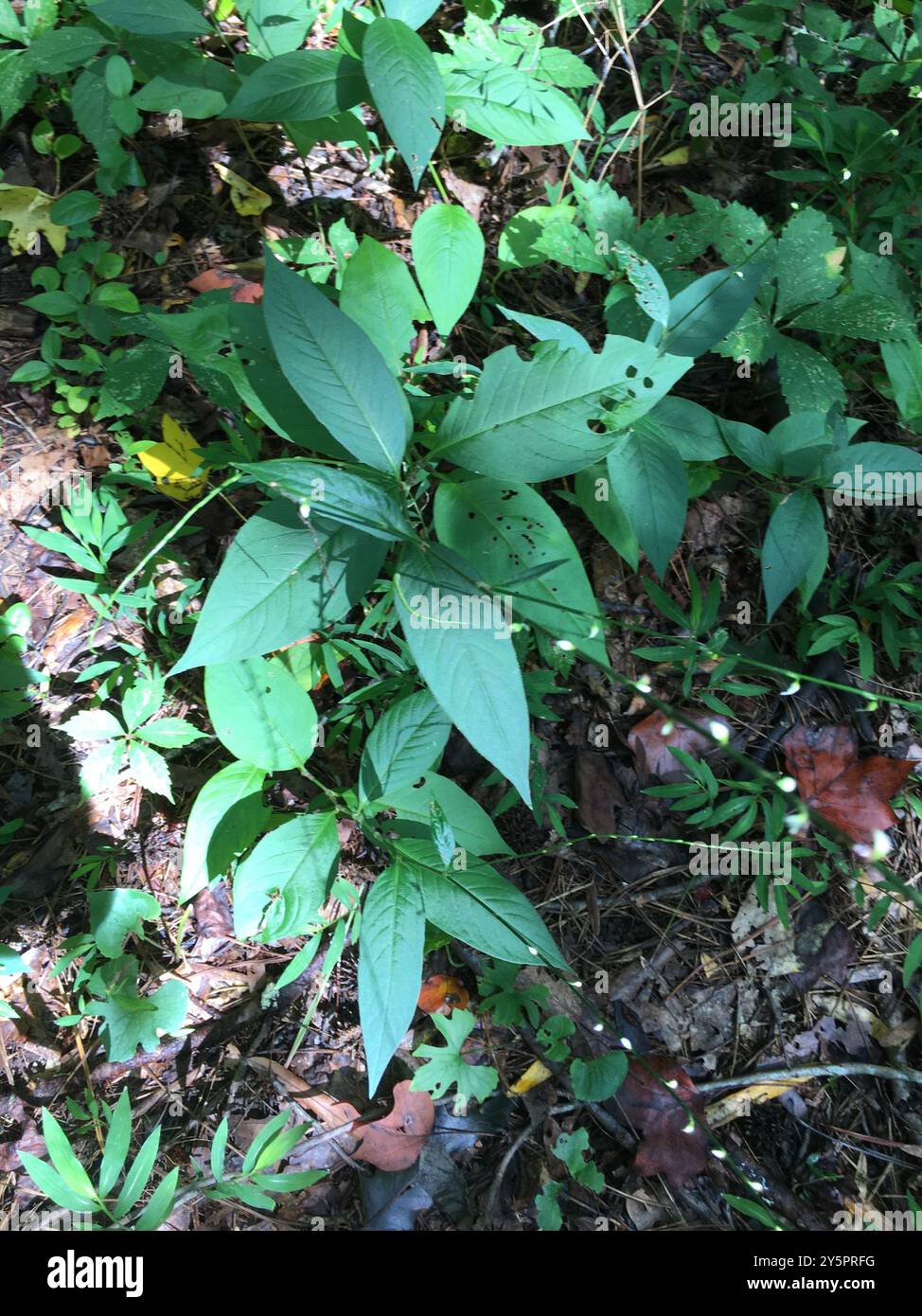 American jumpseed (Persicaria virginiana) Plantae Stock Photo - Alamy