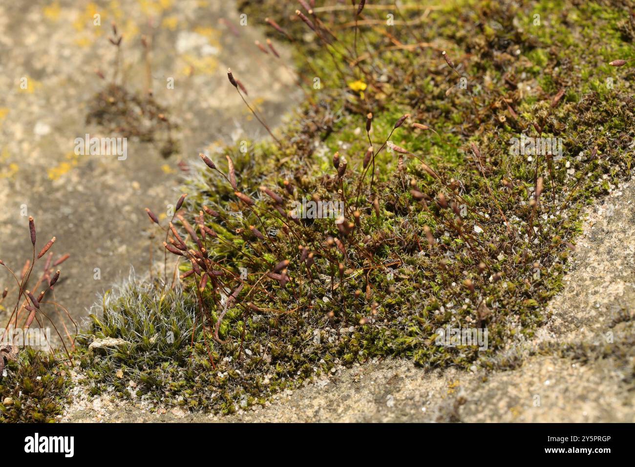 Wall Screw-moss (Tortula muralis) Plantae Stock Photo - Alamy