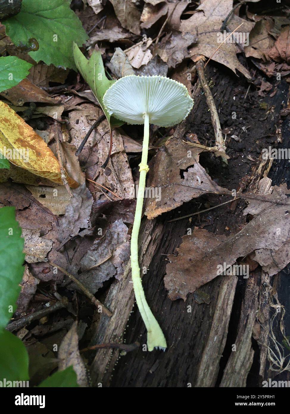 Fragile Dapperling (Leucocoprinus fragilissimus) Fungi Stock Photo - Alamy