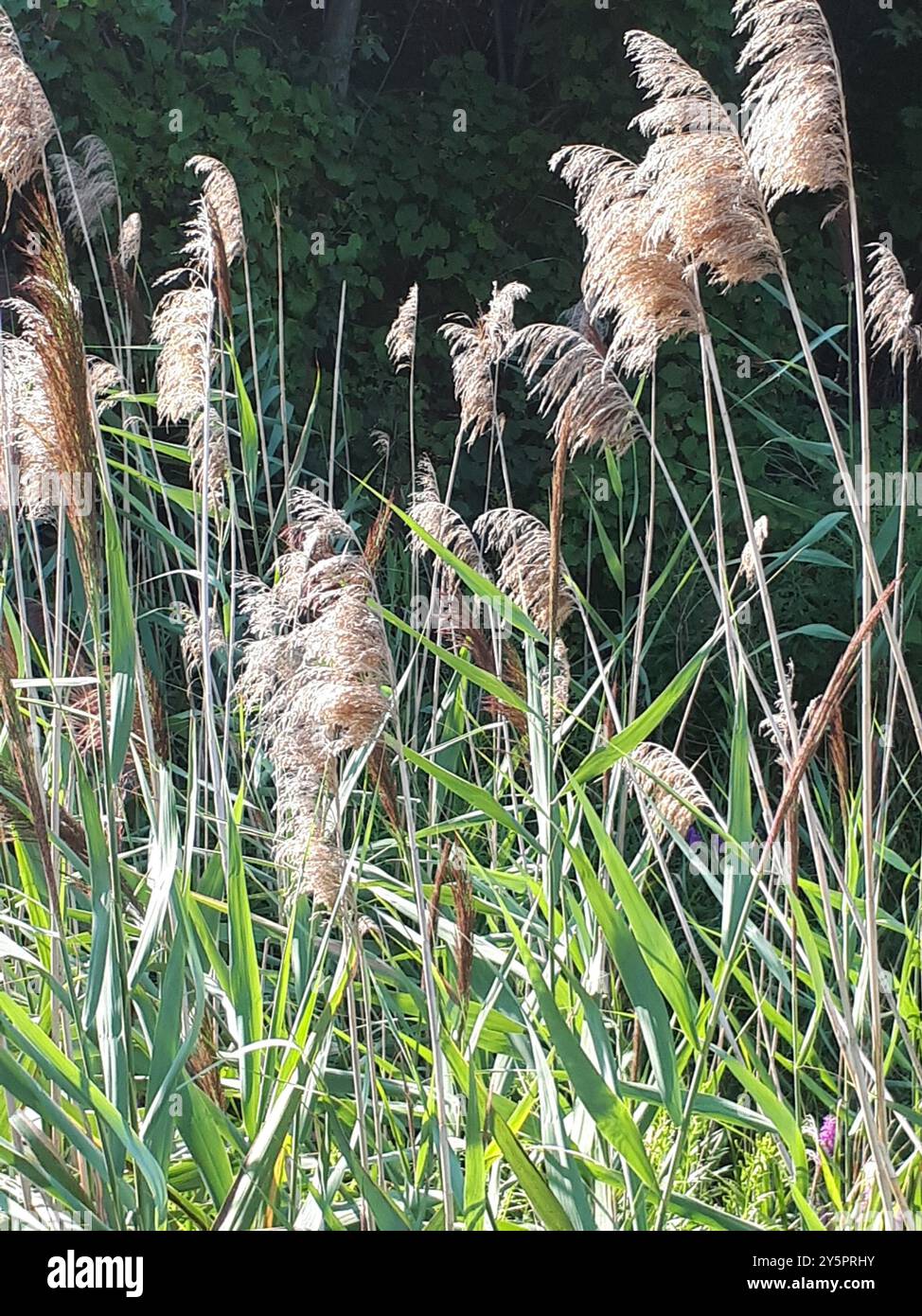 common reed (Phragmites australis) Plantae Stock Photo - Alamy