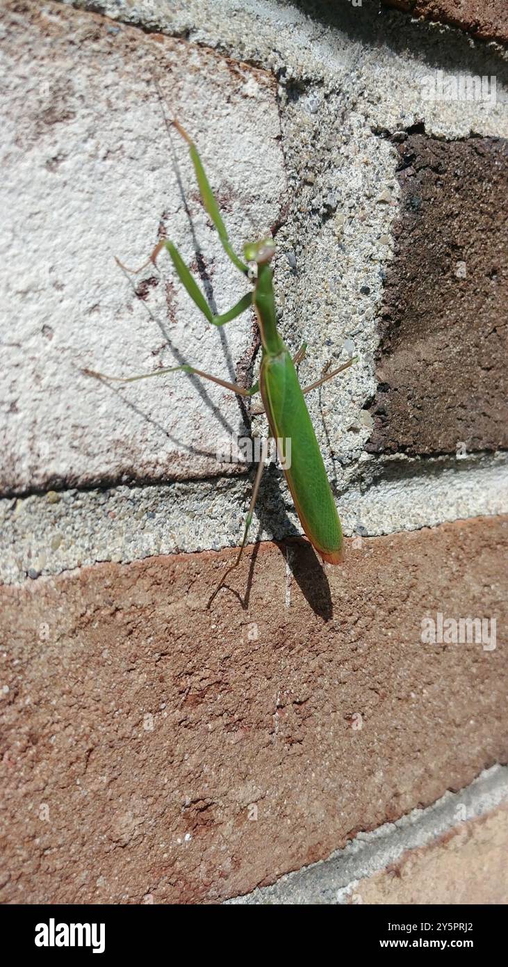 European Mantis (Mantis religiosa) Insecta Stock Photo - Alamy