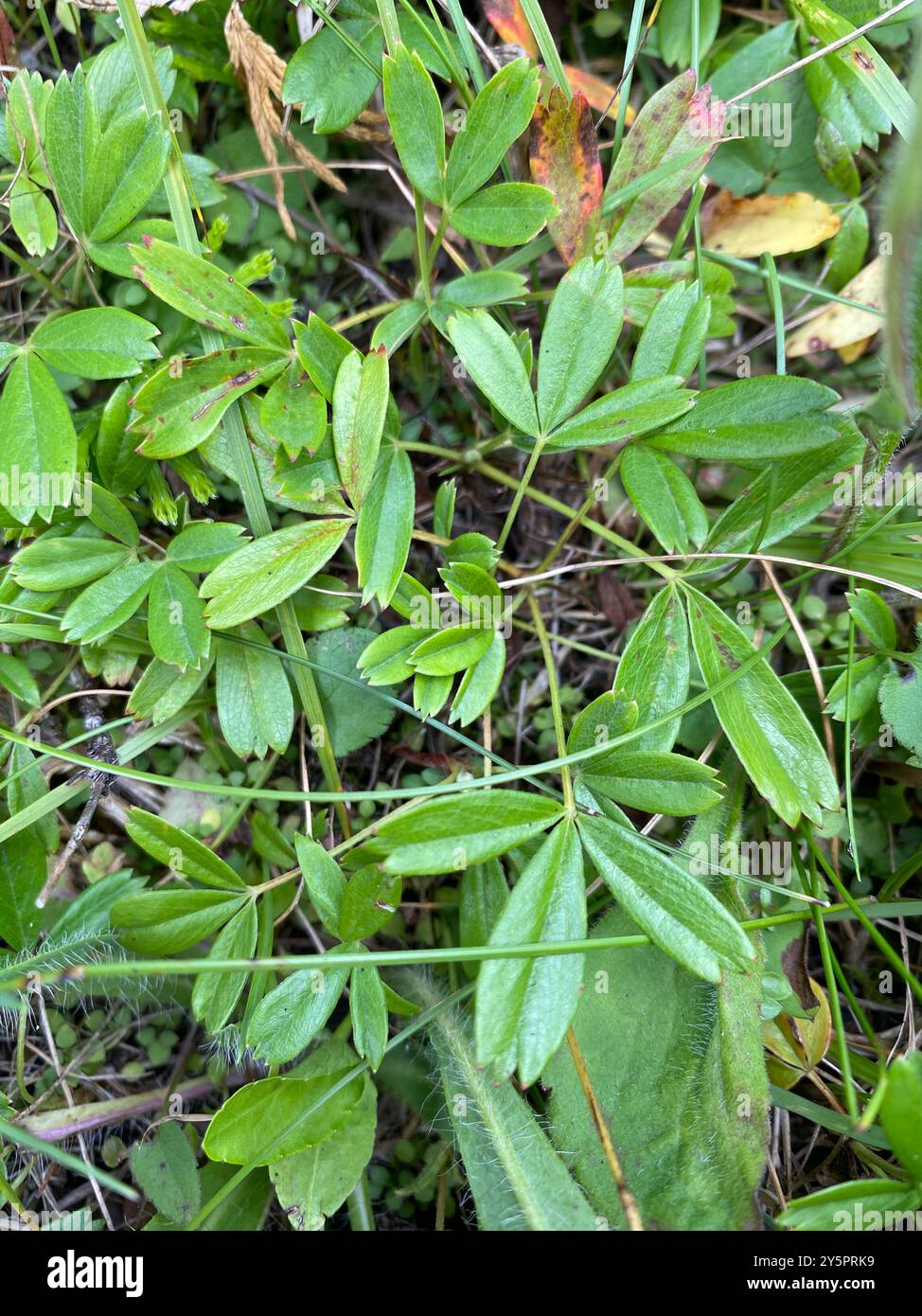 three-toothed cinquefoil (Sibbaldiopsis tridentata) Plantae Stock Photo ...
