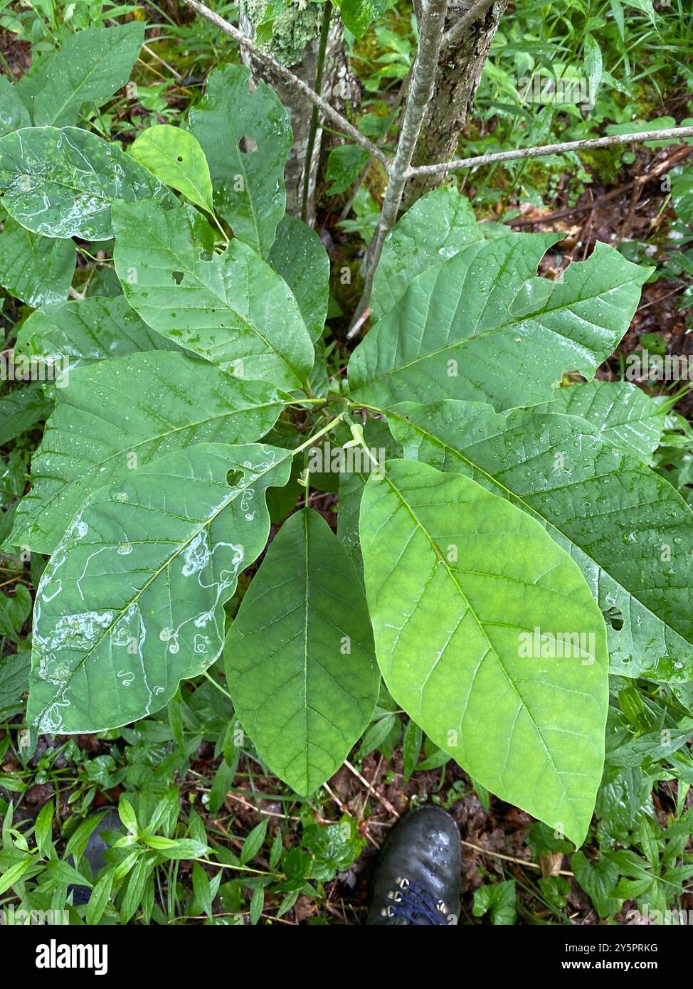 Cucumber-tree (Magnolia acuminata) Plantae Stock Photo - Alamy