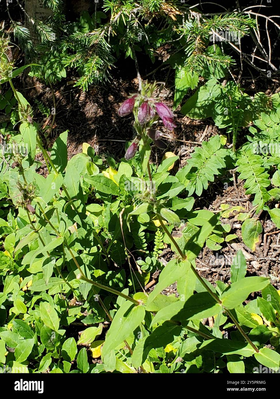 Whipple's penstemon (Penstemon whippleanus) Plantae Stock Photo - Alamy