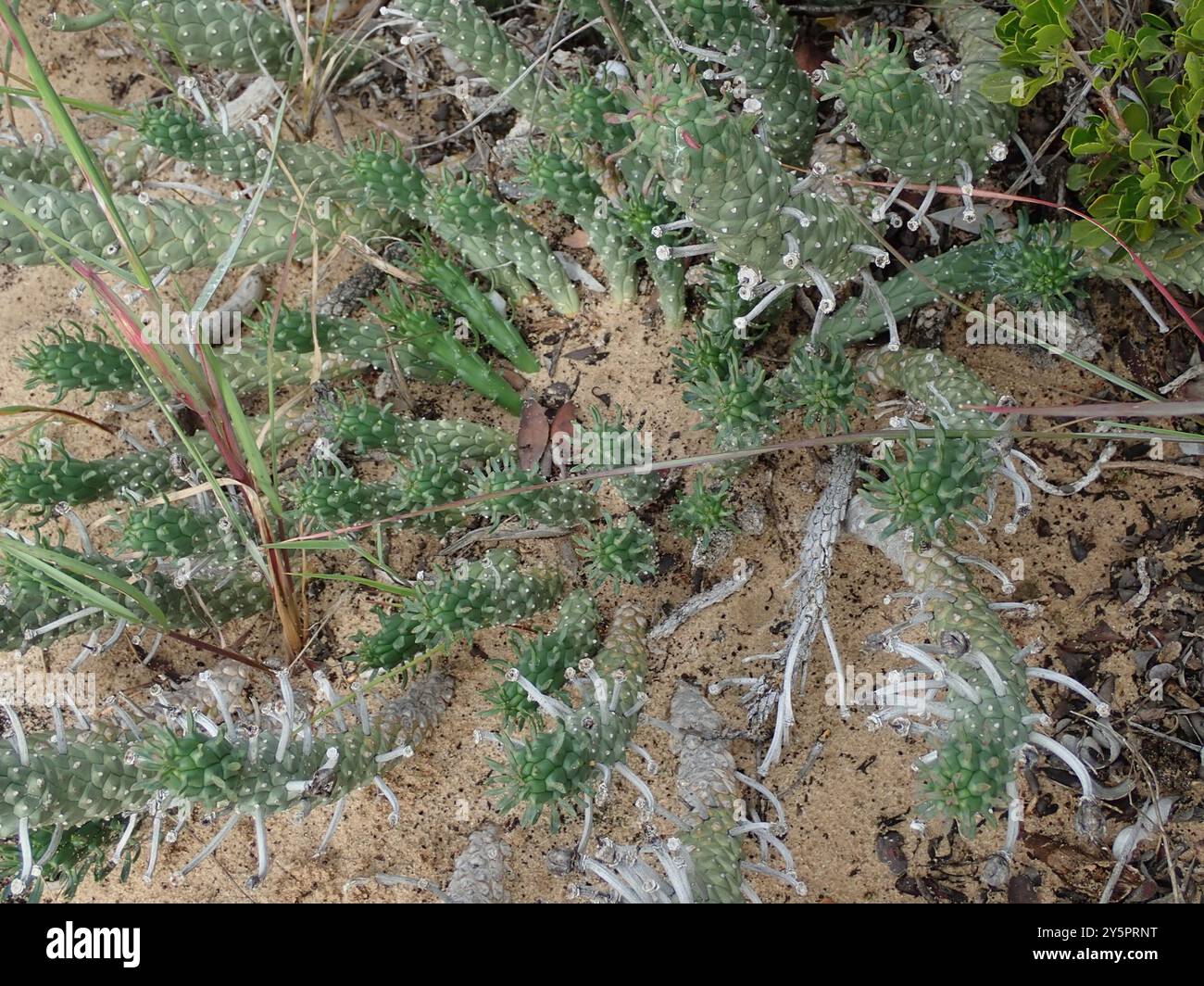 Medusa's-head (Euphorbia caput-medusae) Plantae Stock Photo - Alamy