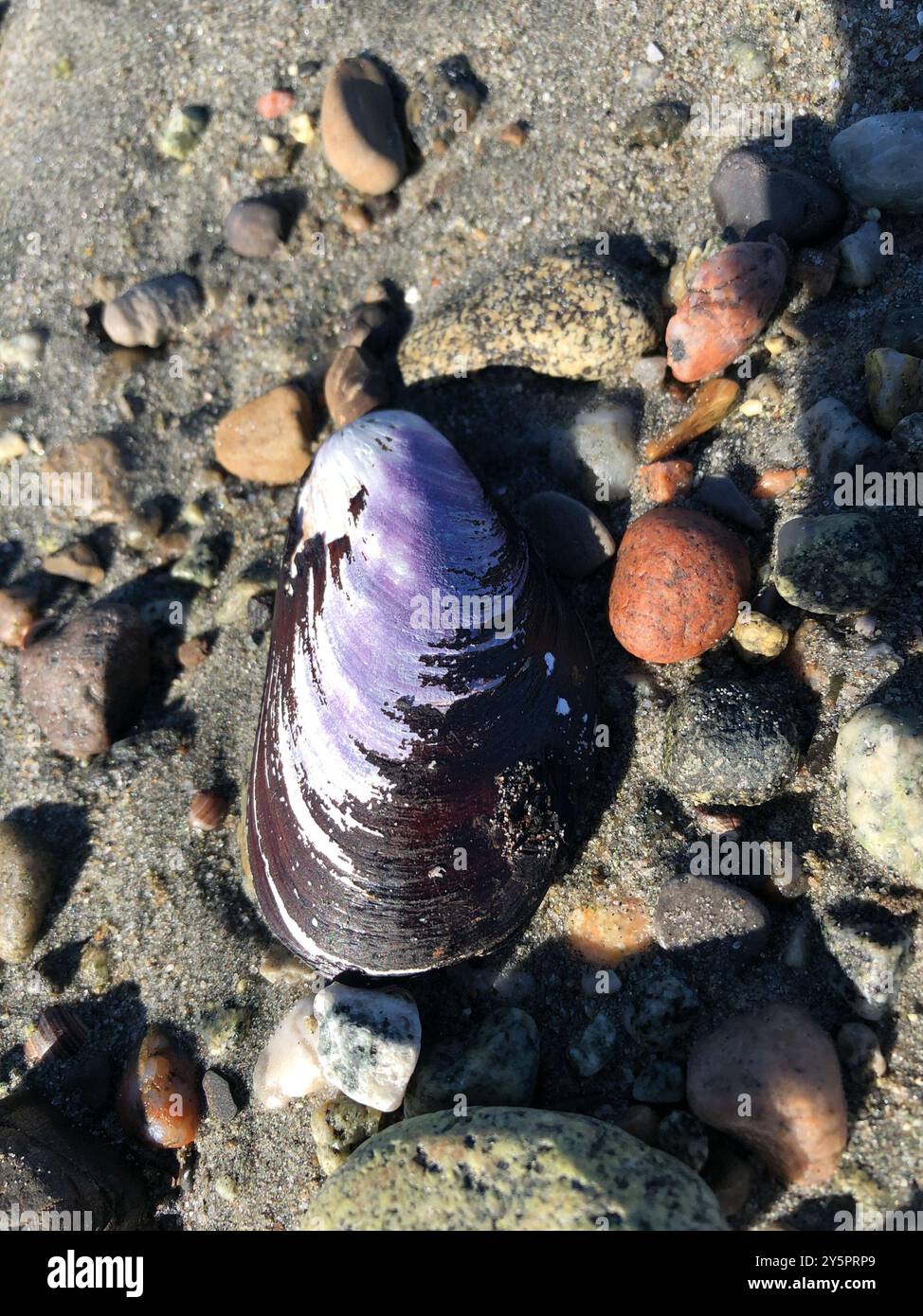 Blue Mussel (Mytilus edulis) Mollusca Stock Photo - Alamy