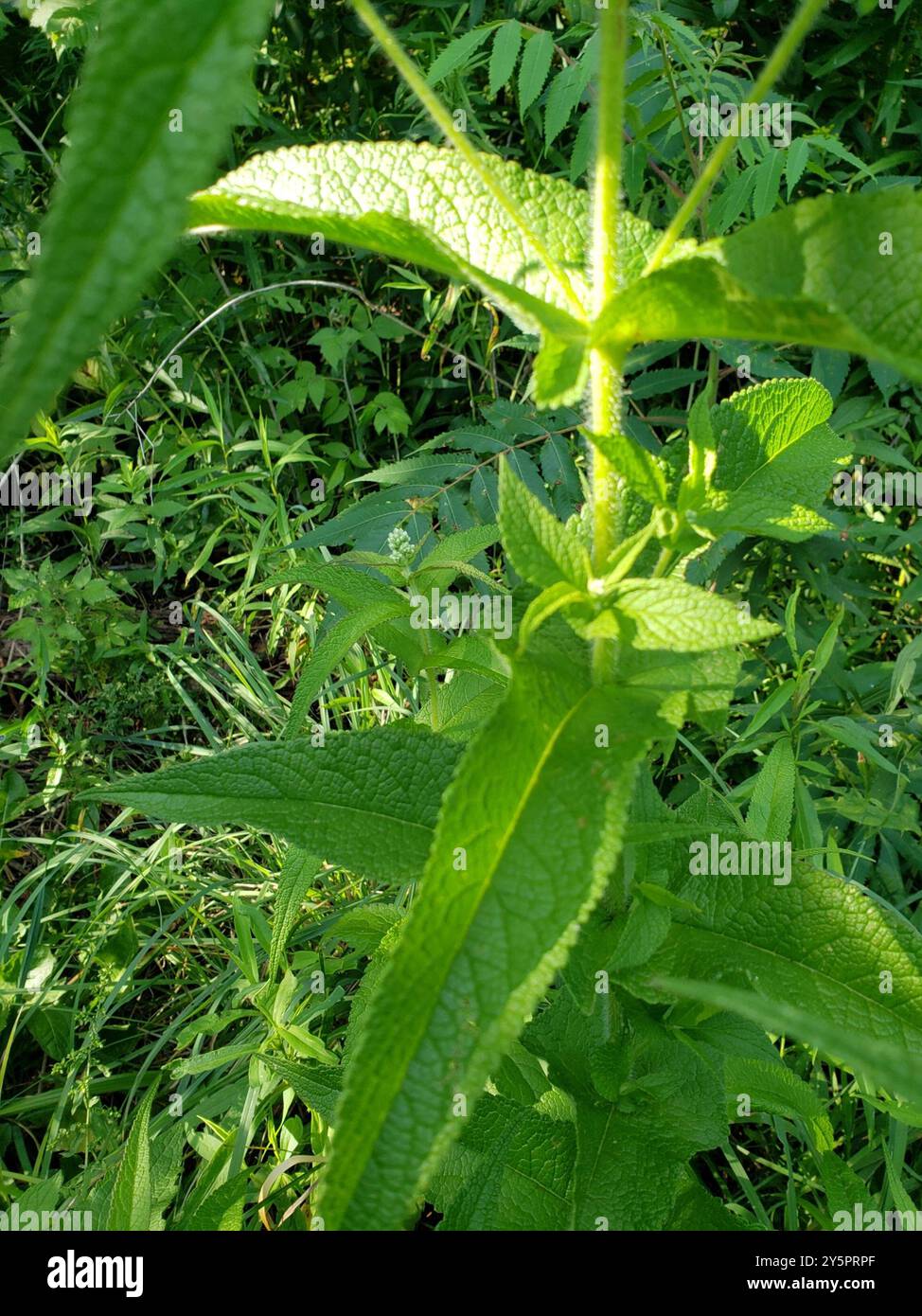 common boneset (Eupatorium perfoliatum) Plantae Stock Photo - Alamy