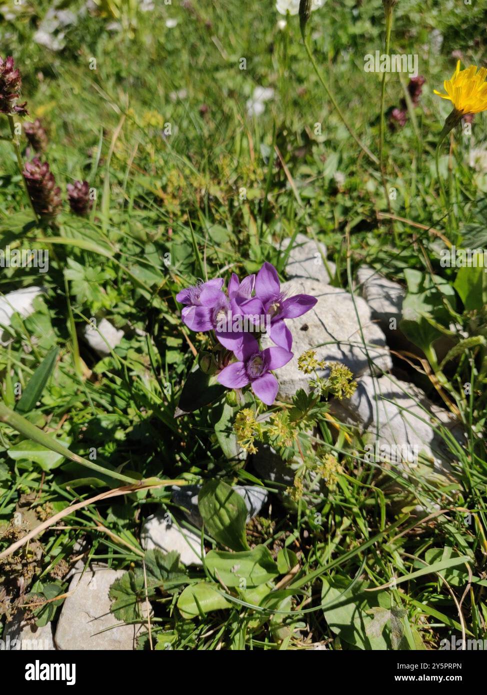 field gentian (Gentianella campestris) Plantae Stock Photo - Alamy
