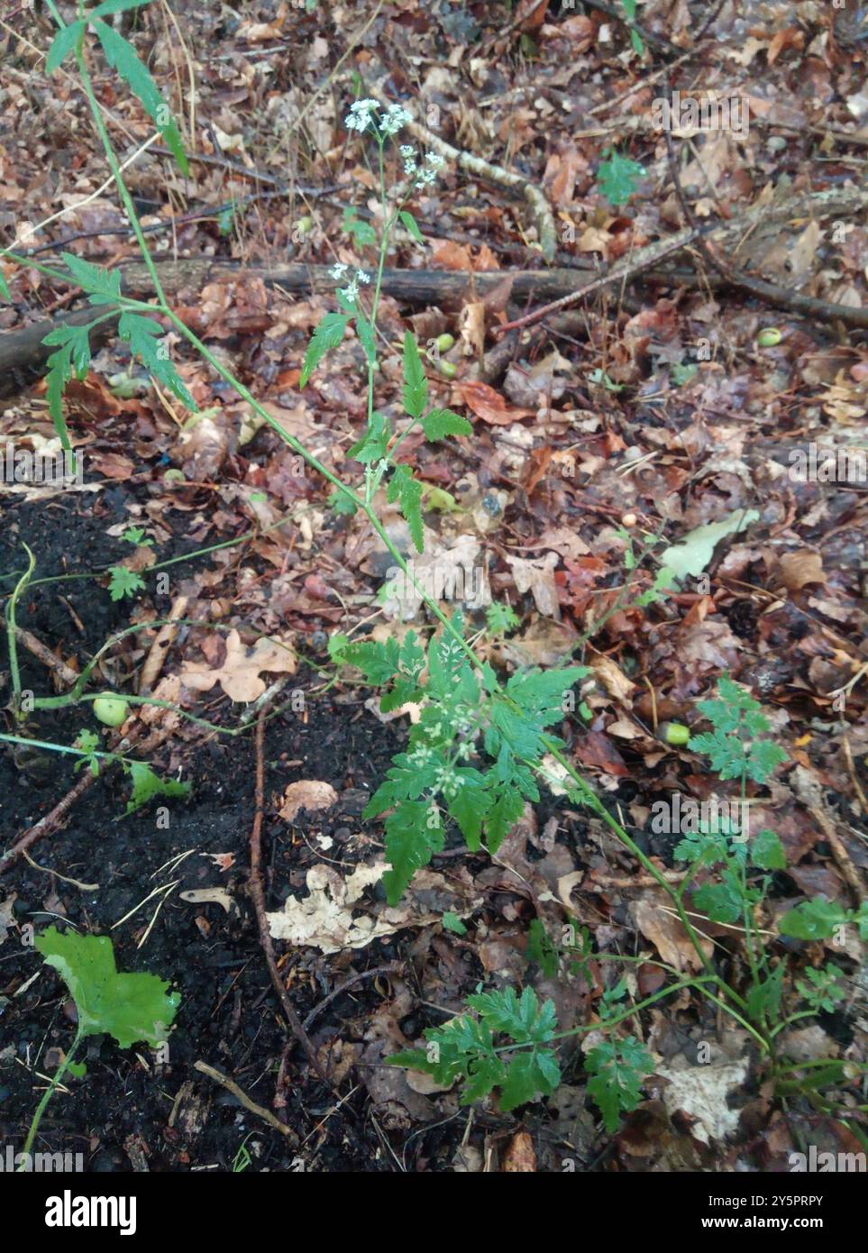 upright hedge-parsley (Torilis japonica) Plantae Stock Photo - Alamy