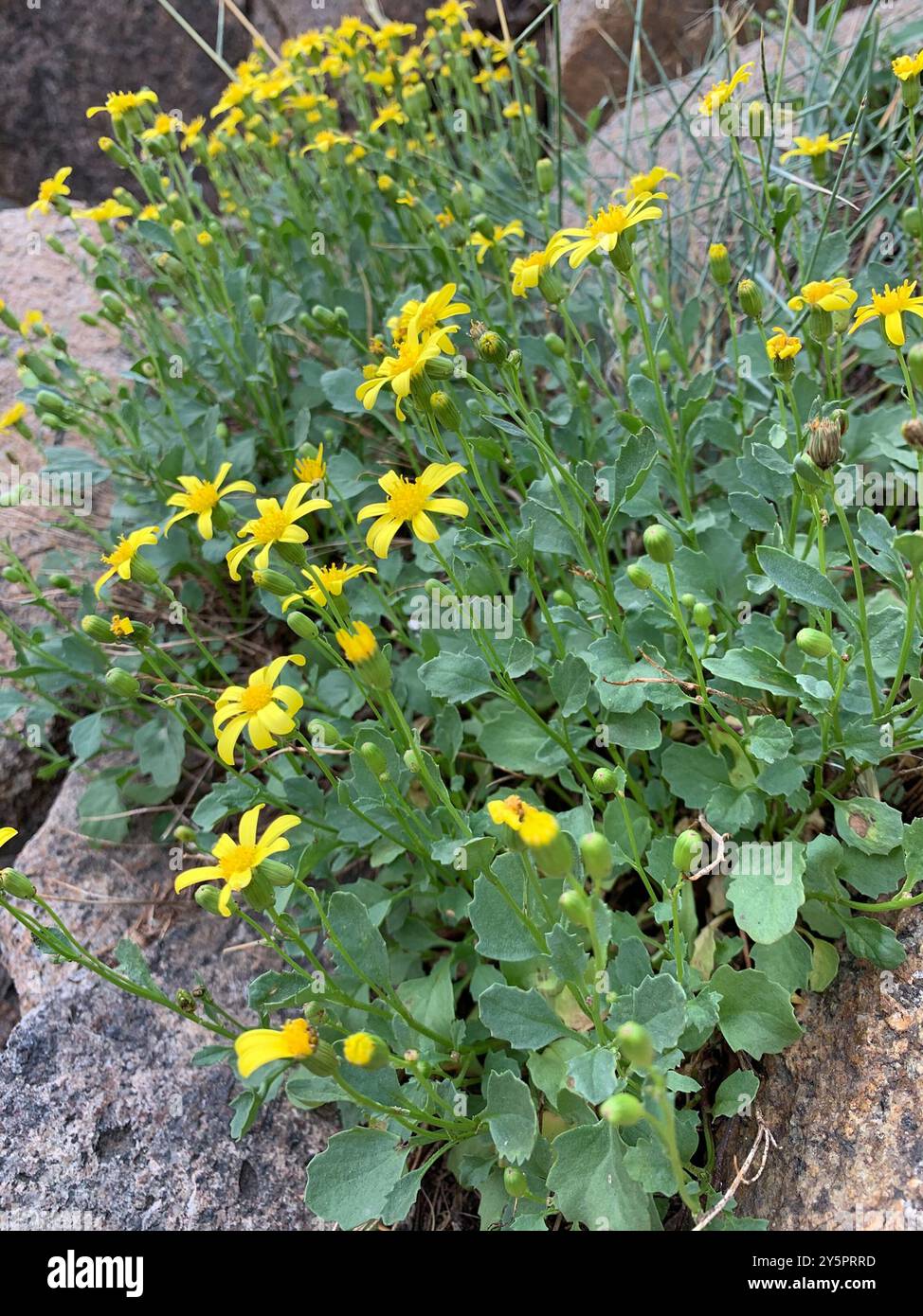 western dwarf mountain ragwort (Senecio fremontii occidentalis) Plantae ...