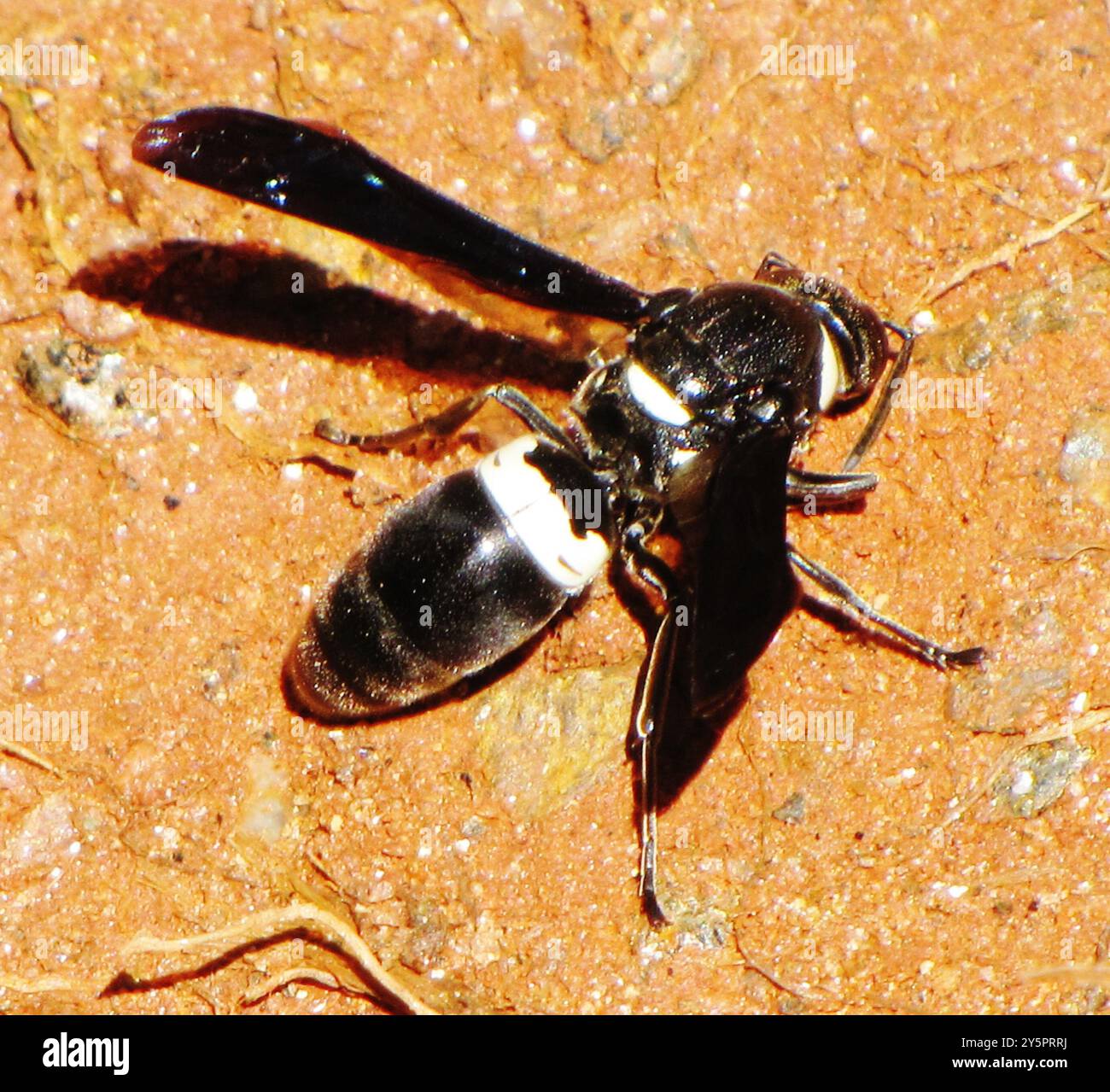 Four-toothed Mason Wasp (Monobia quadridens) Insecta Stock Photo - Alamy