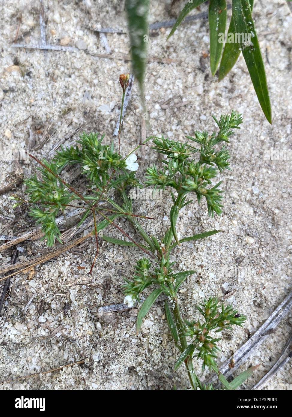 Rust Weed (Polypremum procumbens) Plantae Stock Photo - Alamy