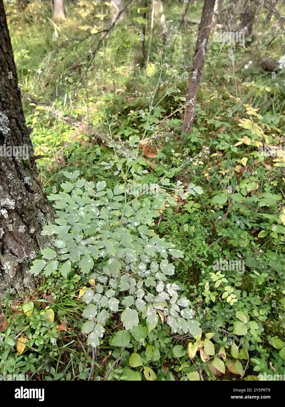 Lesser Meadow-rue (Thalictrum minus) Plantae Stock Photo - Alamy