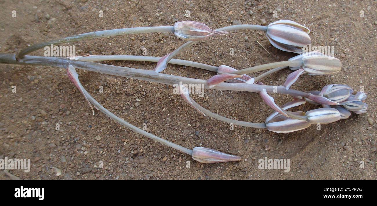 Thick Slime-lily (Albuca setosa) Plantae Stock Photo - Alamy