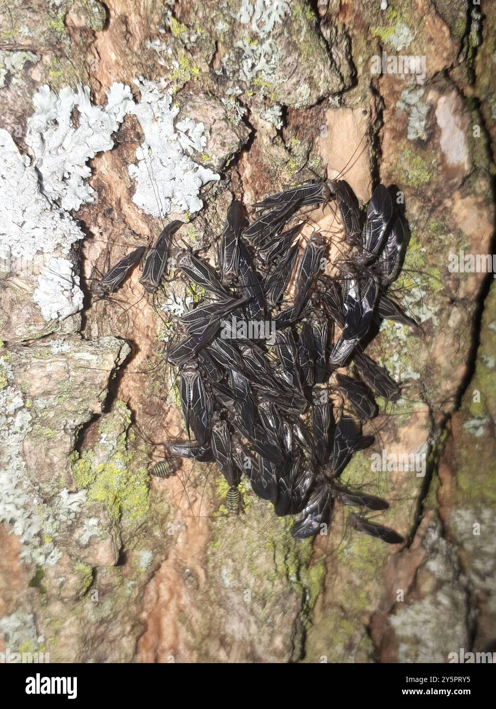 Tree Cattle (Cerastipsocus venosus) Insecta Stock Photo - Alamy