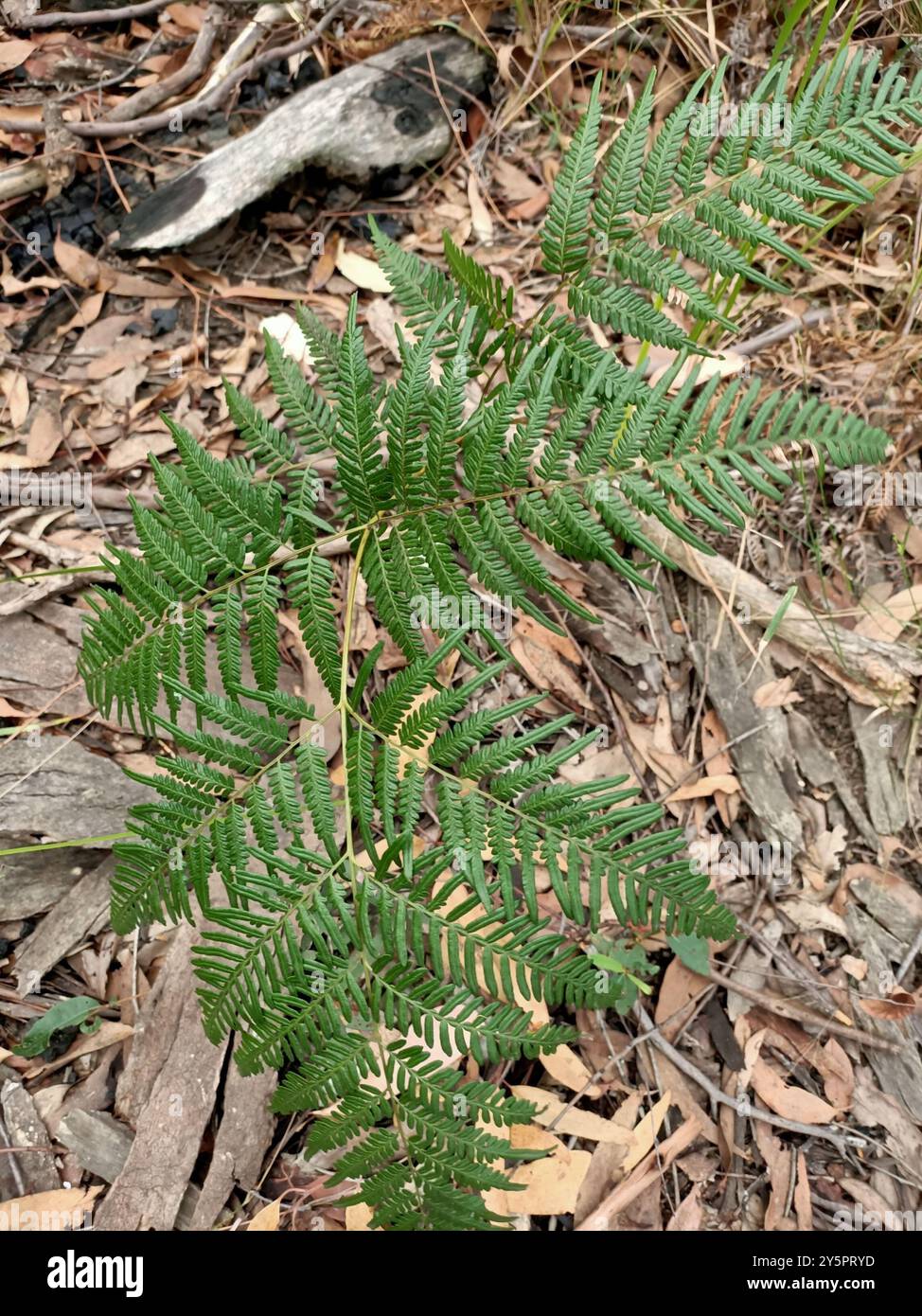 Austral Bracken (Pteridium esculentum) Plantae Stock Photo - Alamy