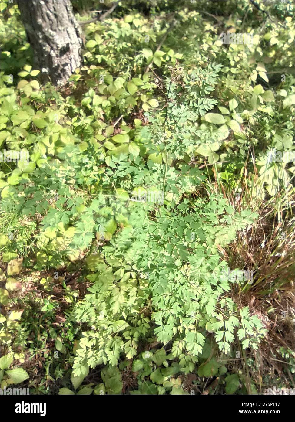 Lesser Meadow-rue (Thalictrum minus) Plantae Stock Photo - Alamy