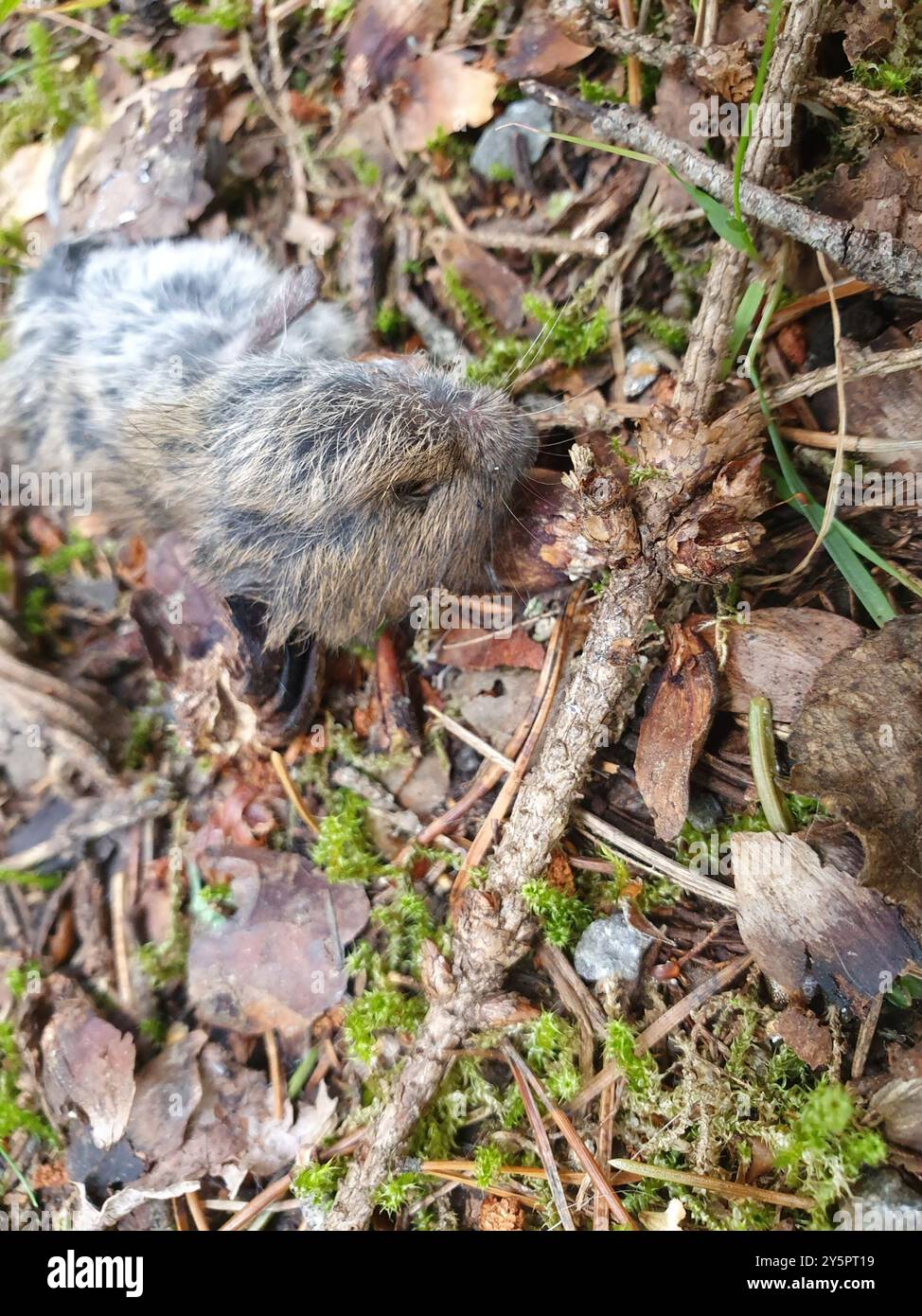 Voles, Lemmings, and Muskrats (Arvicolinae) Mammalia Stock Photo - Alamy