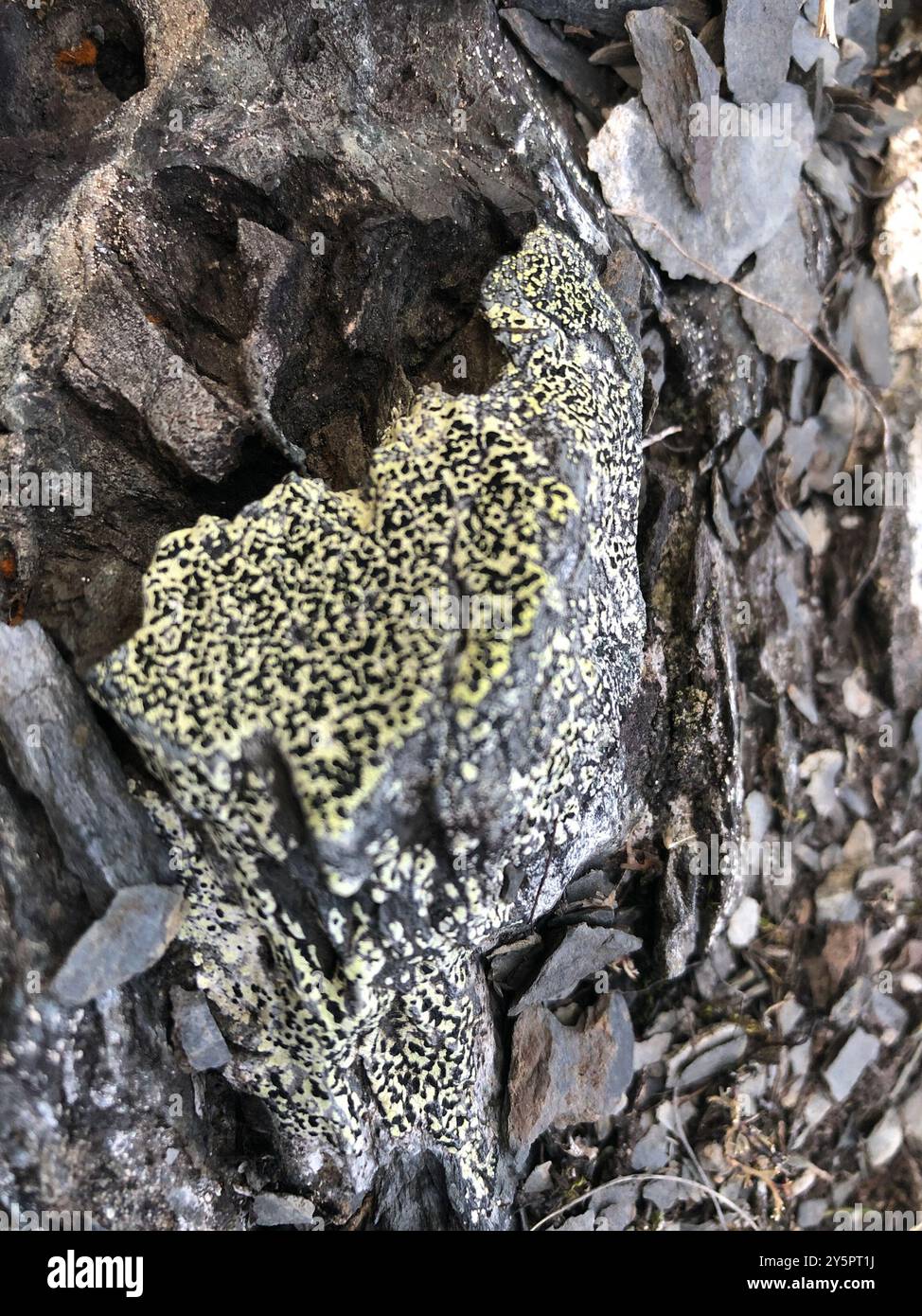 yellow map lichen (Rhizocarpon geographicum) Fungi Stock Photo - Alamy