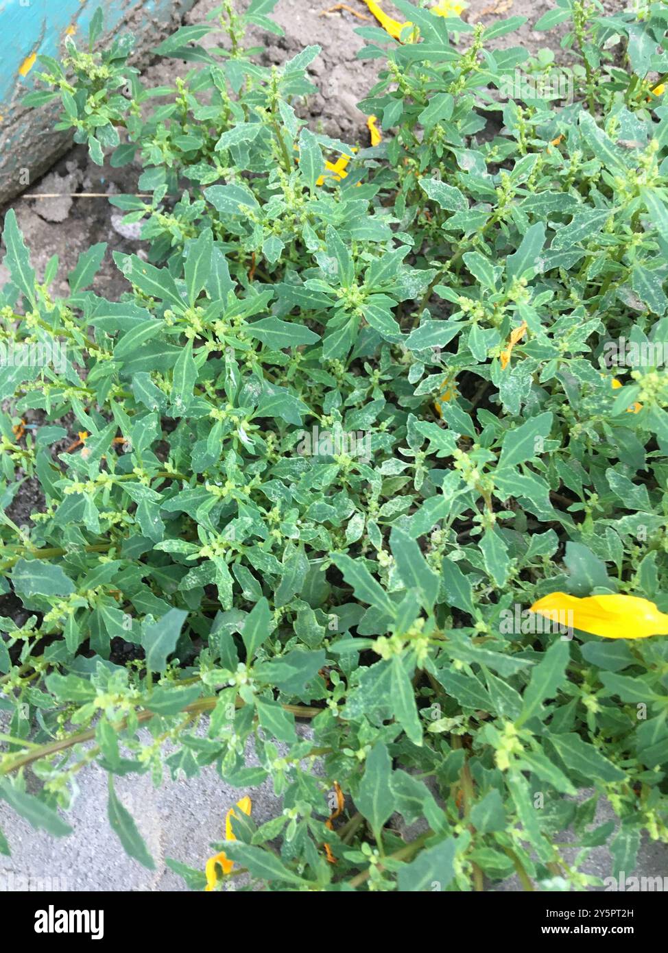 oak-leaved goosefoot (Oxybasis glauca) Plantae Stock Photo - Alamy
