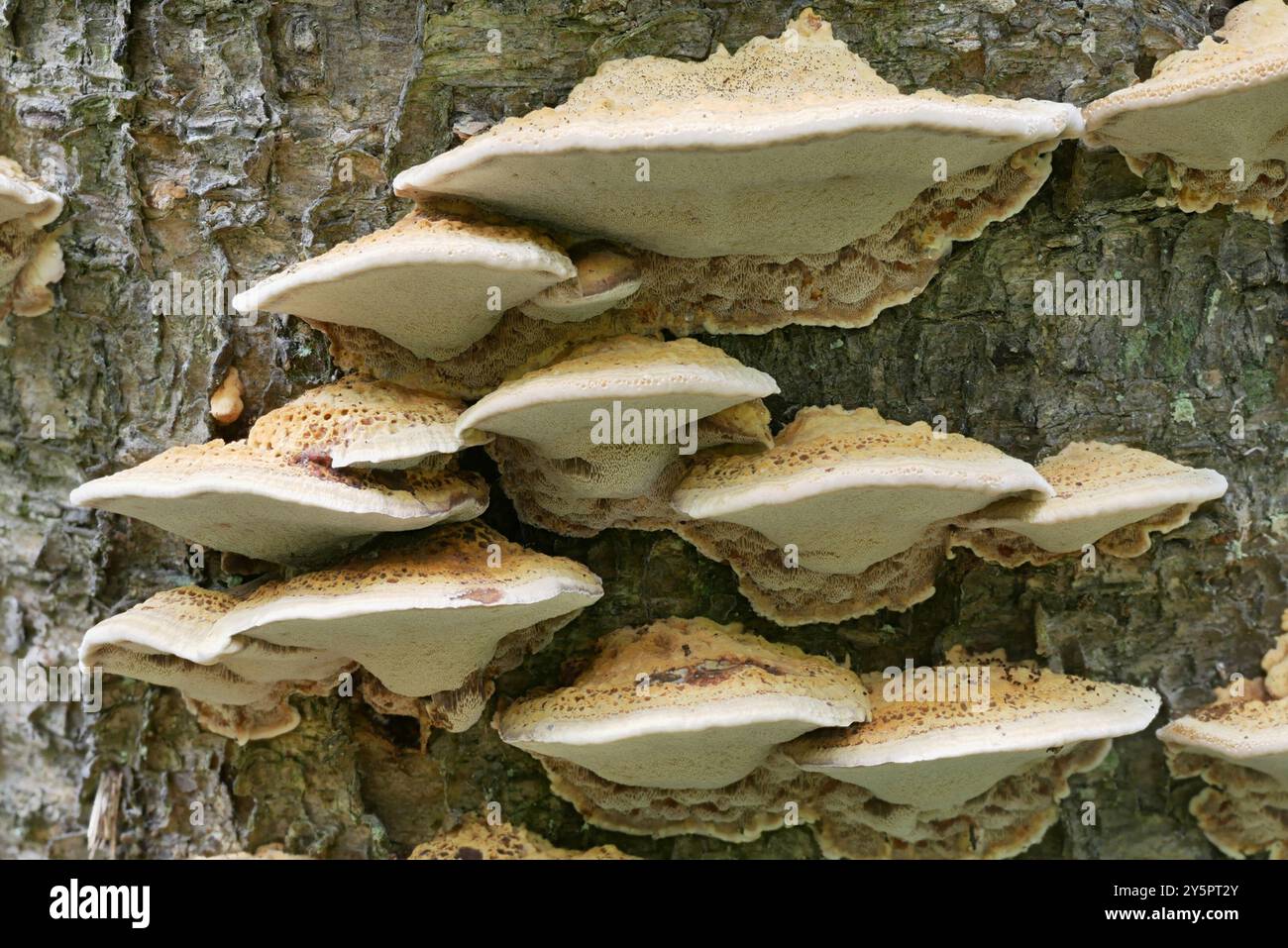 Alder Bracket (Mensularia radiata) Fungi Stock Photo - Alamy
