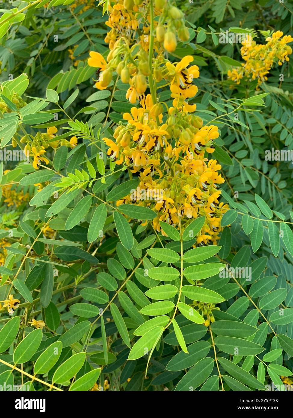 American senna (Senna hebecarpa) Plantae Stock Photo - Alamy