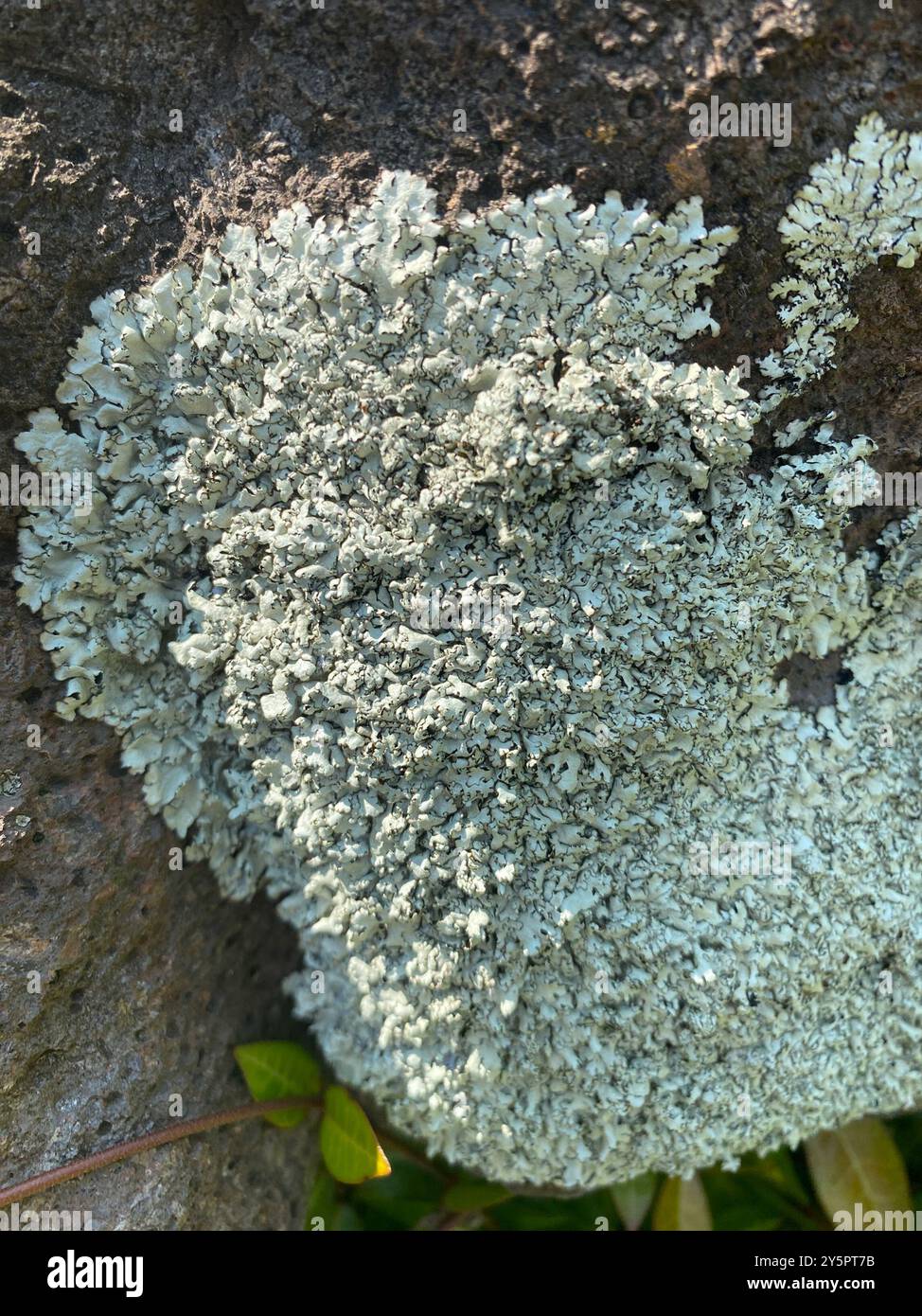 rock greenshield lichen (Flavoparmelia baltimorensis) Fungi Stock Photo ...