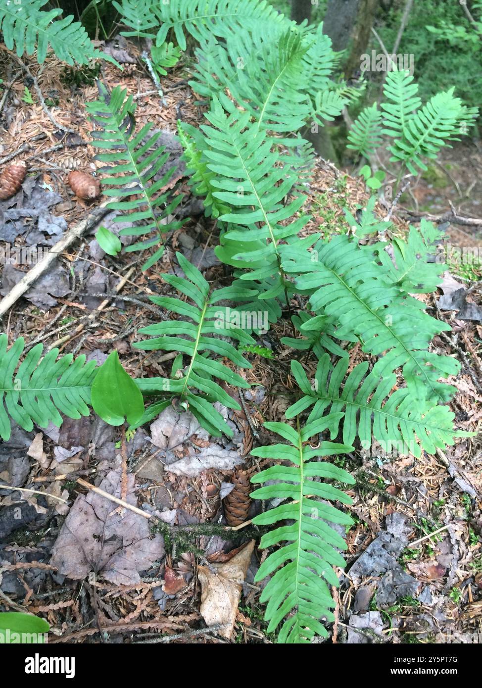 polypody ferns (Polypodium) Plantae Stock Photo - Alamy
