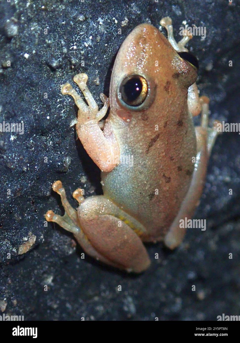 Snouted Tree Frogs (Scinax) Amphibia Stock Photo - Alamy