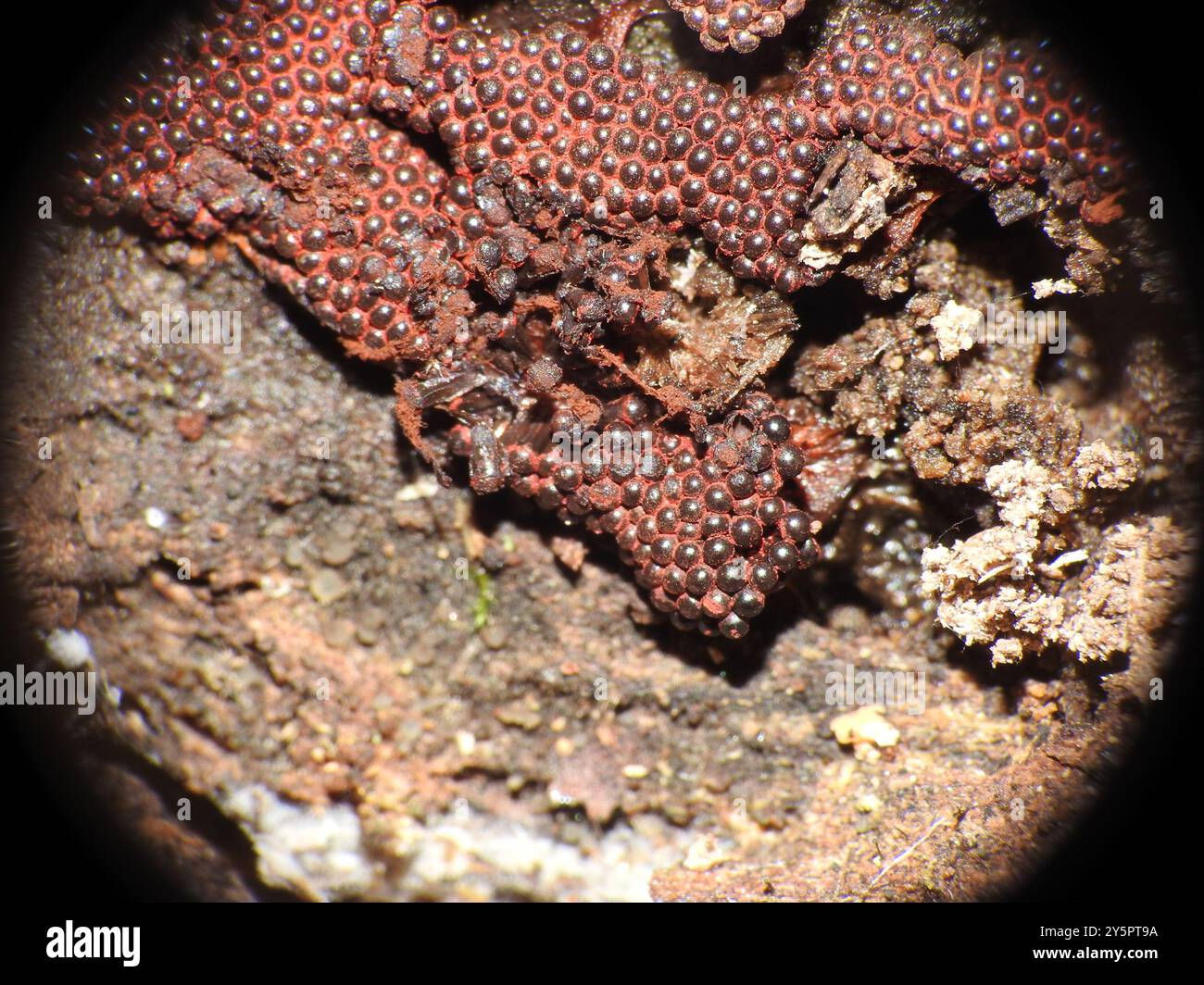 Wasp's Nest Slime Mold (Metatrichia vesparia) Protozoa Stock Photo - Alamy