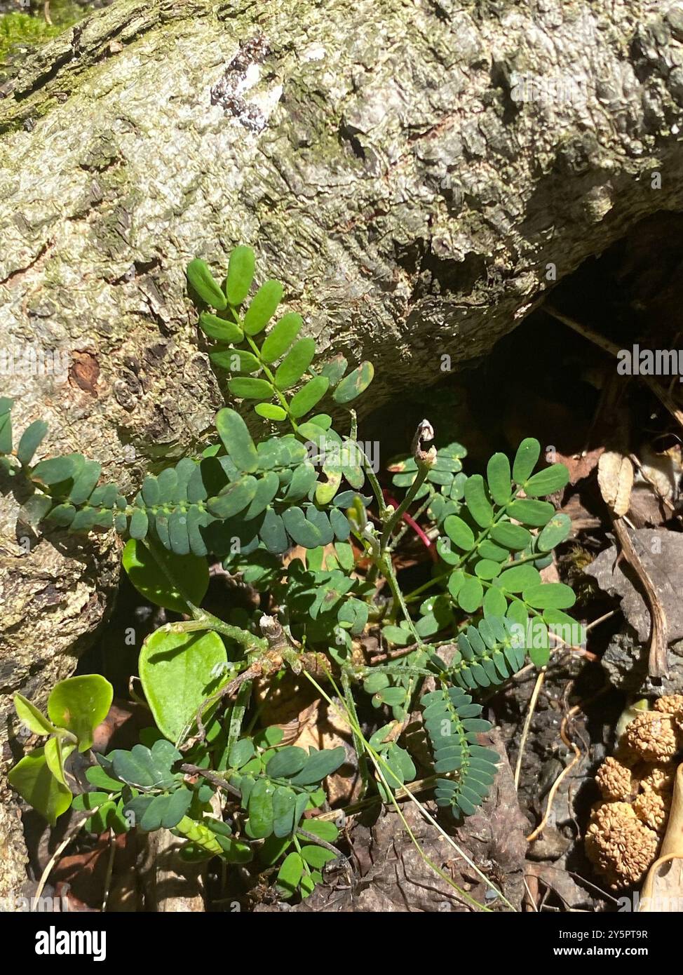 Plume Albizia (Paraserianthes lophantha) Plantae Stock Photo - Alamy