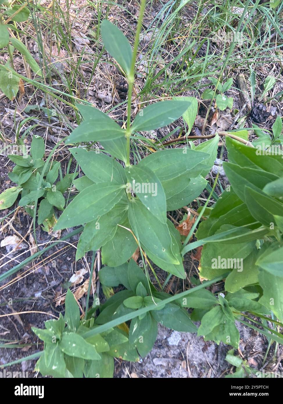 common soapwort (Saponaria officinalis) Plantae Stock Photo - Alamy