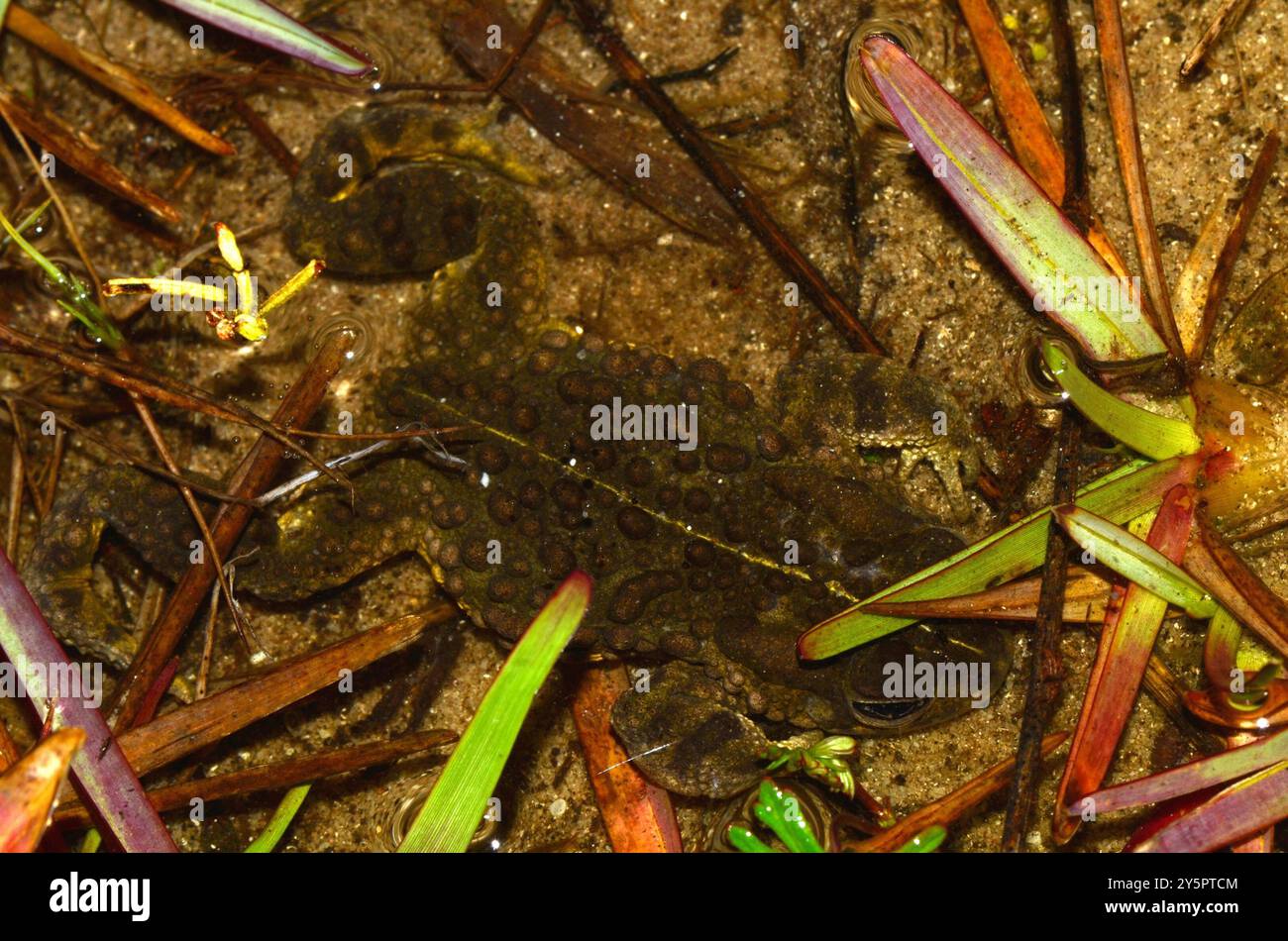Sand Toad (Vandijkophrynus angusticeps) Amphibia Stock Photo - Alamy
