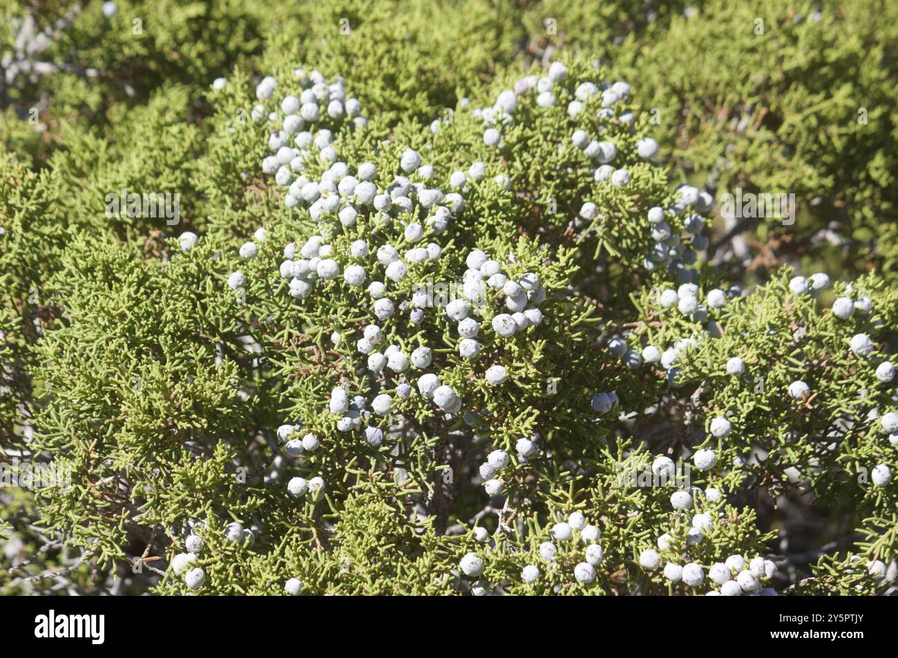 California juniper (Juniperus californica) Plantae Stock Photo - Alamy