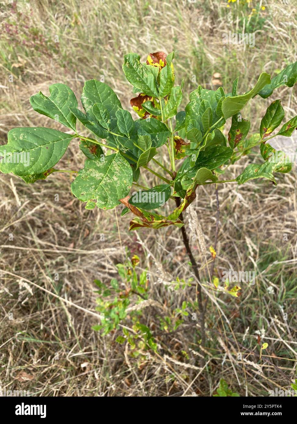Oregon Ash (Fraxinus latifolia) Plantae Stock Photo - Alamy