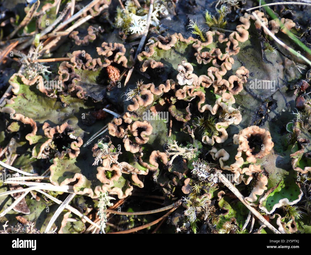 ruffled freckled pelt lichen (Peltigera leucophlebia) Fungi Stock Photo ...