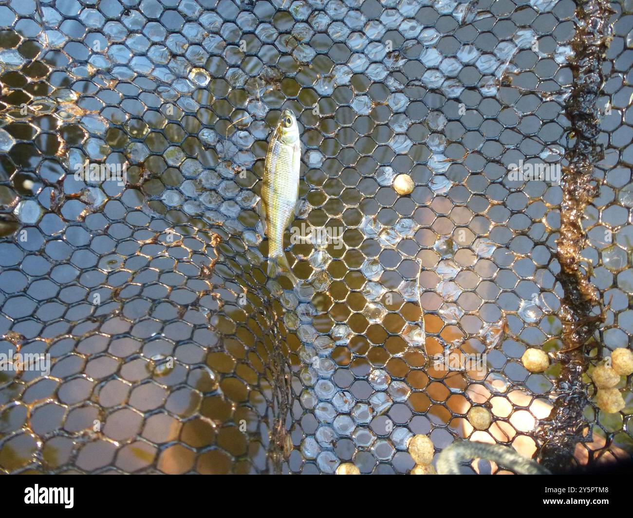 Golden Shiner (Notemigonus crysoleucas) Actinopterygii Stock Photo - Alamy