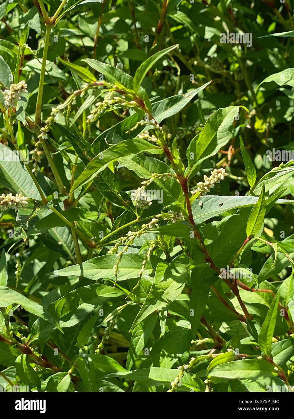 waterpepper (Persicaria hydropiper) Plantae Stock Photo - Alamy