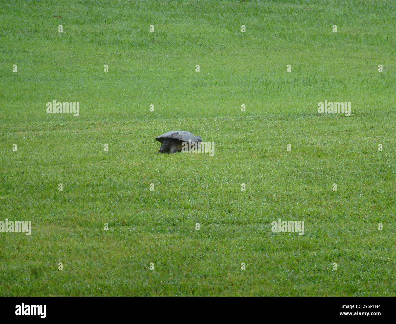 Common Snapping Turtle (Chelydra serpentina) Reptilia Stock Photo - Alamy
