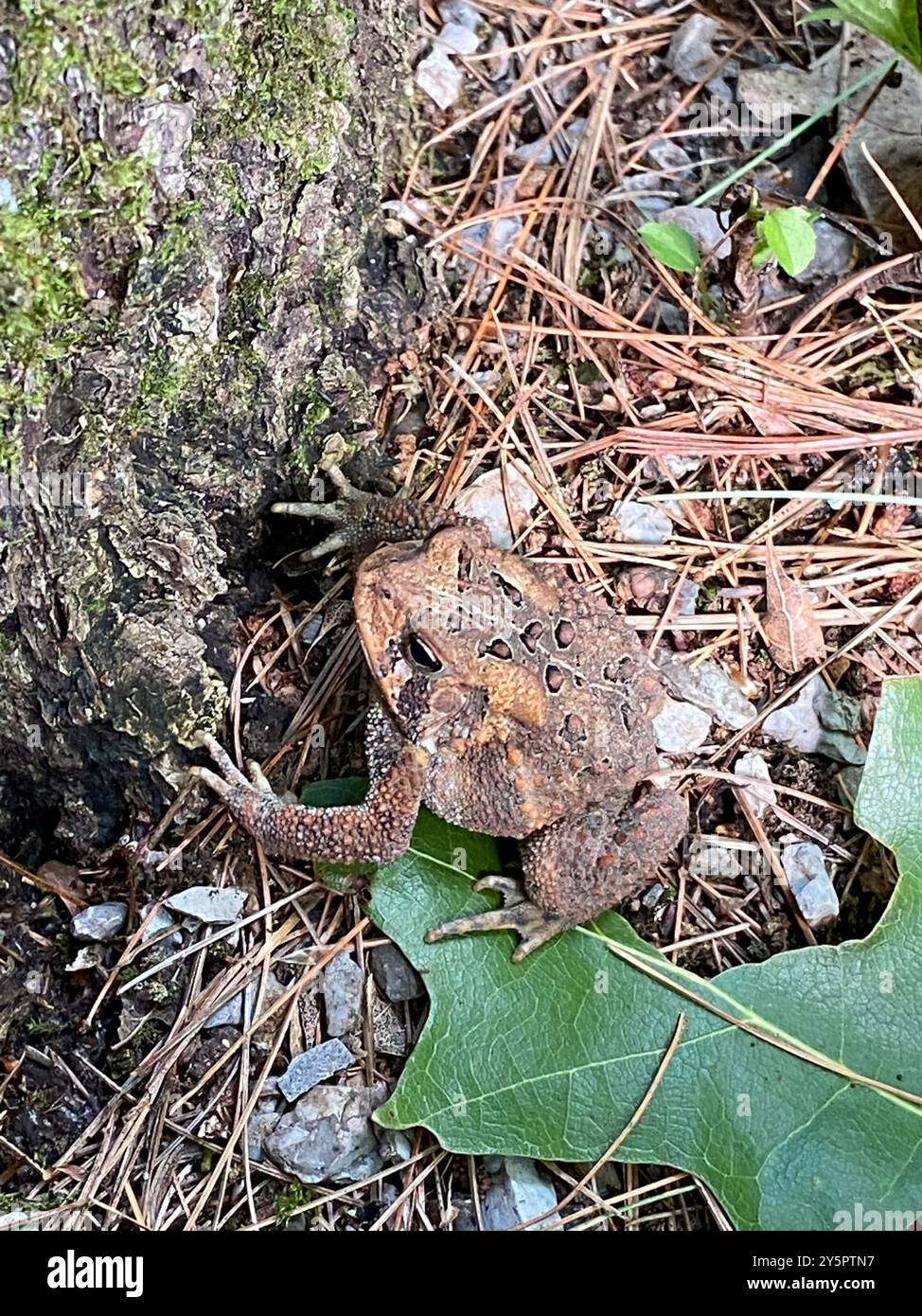 Eastern American Toad (Anaxyrus americanus americanus) Amphibia Stock ...