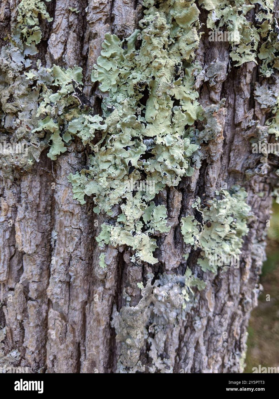 common greenshield lichen (Flavoparmelia caperata) Fungi Stock Photo ...