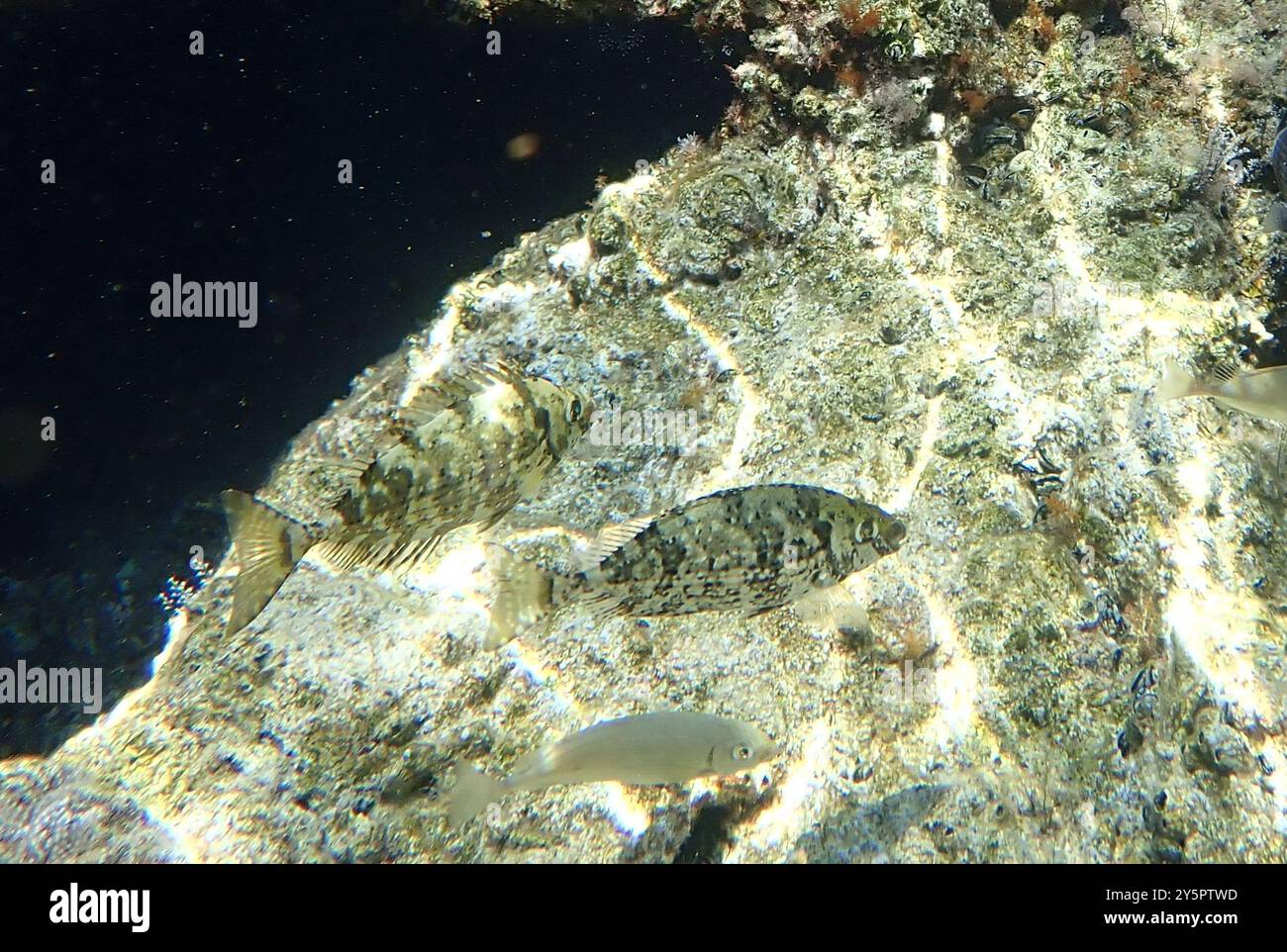 Rivulated Rabbitfish (Siganus rivulatus) Actinopterygii Stock Photo - Alamy