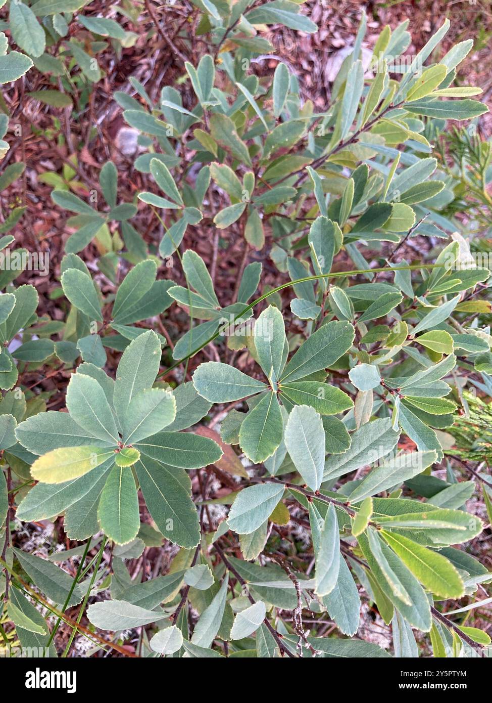 bog myrtle (Myrica gale) Plantae Stock Photo - Alamy