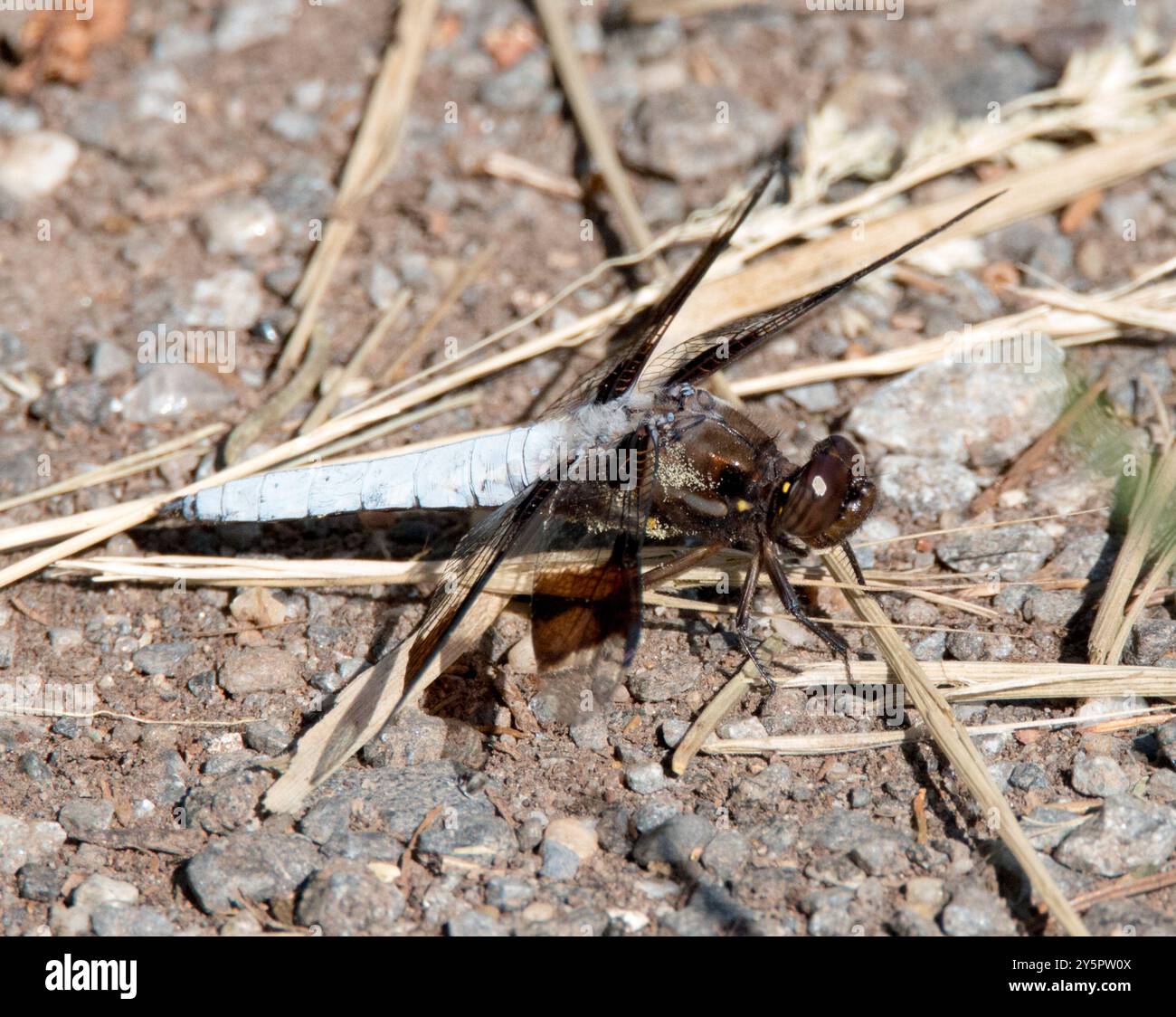 Common Whitetail (Plathemis lydia) Insecta Stock Photo - Alamy