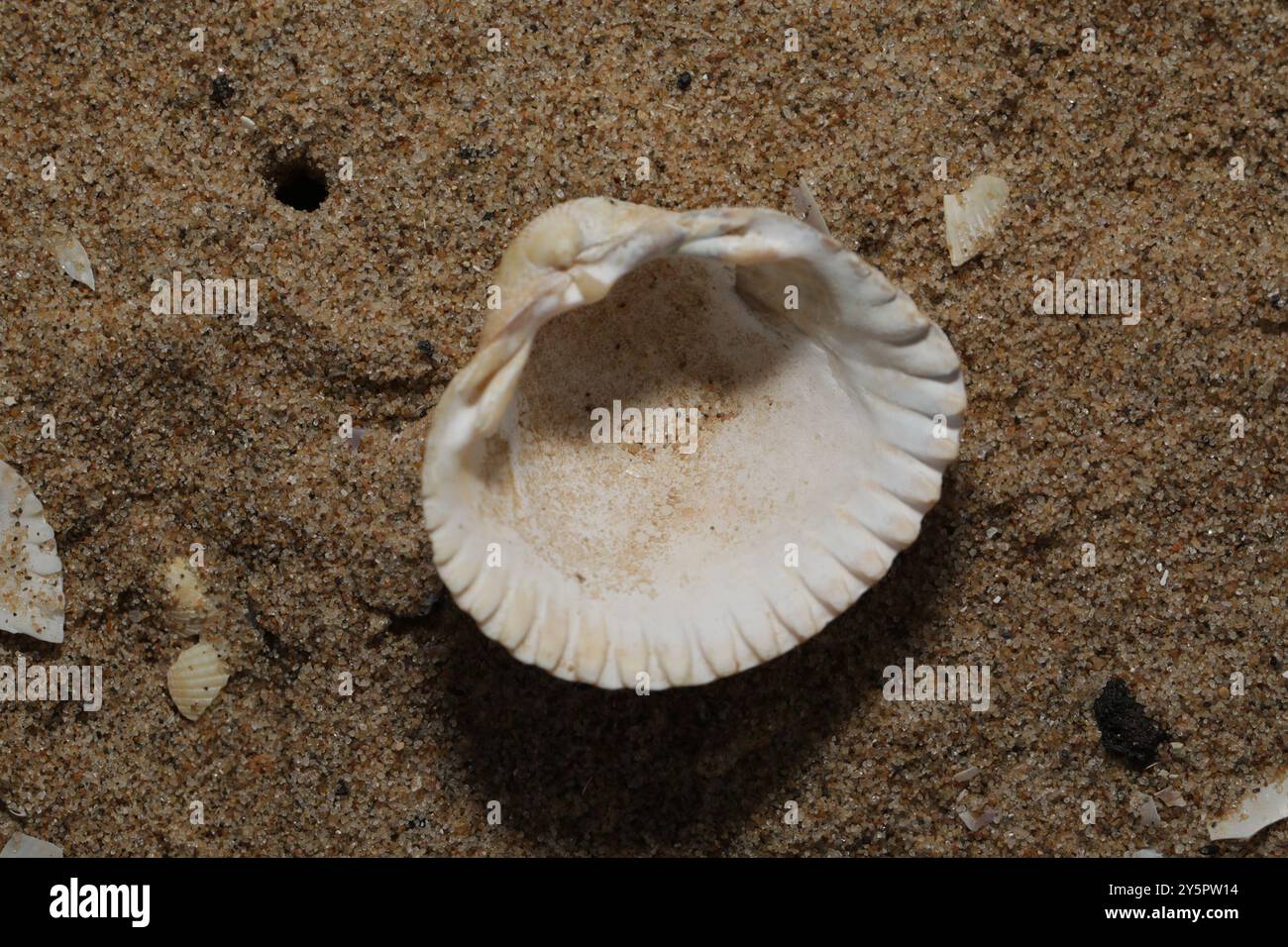 Common Cockle (Cerastoderma edule) Mollusca Stock Photo - Alamy